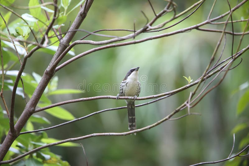 Grey-crowned Crocias in Da Lat, Vietnam Stock Photo - Image of branch ...