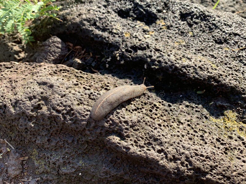 Grey Cuban Slug on an Igneous Rock, Oahu, Hawaii Stock Image - Image of ...