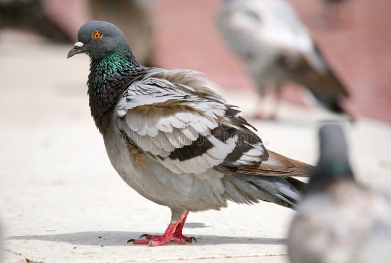 Culvert Symbol Stock Photos - Free & Royalty-Free Stock Photos from ...