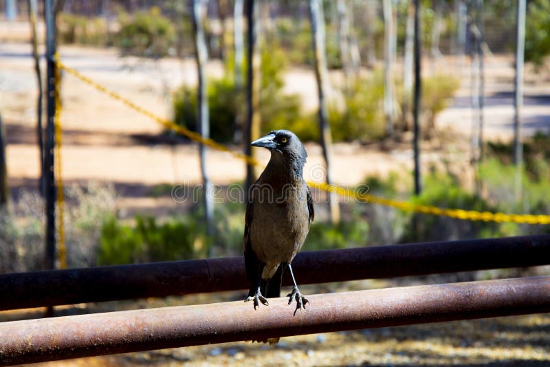 Grey Currawong stock image. Image of feather, beautiful - 197123565