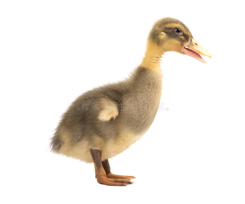 Grey Cute Duckling Isolated on White Background Stock Photo - Image of ...