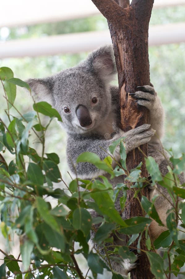 Grey young koala stock photo. Image of australia, endangered - 21869770
