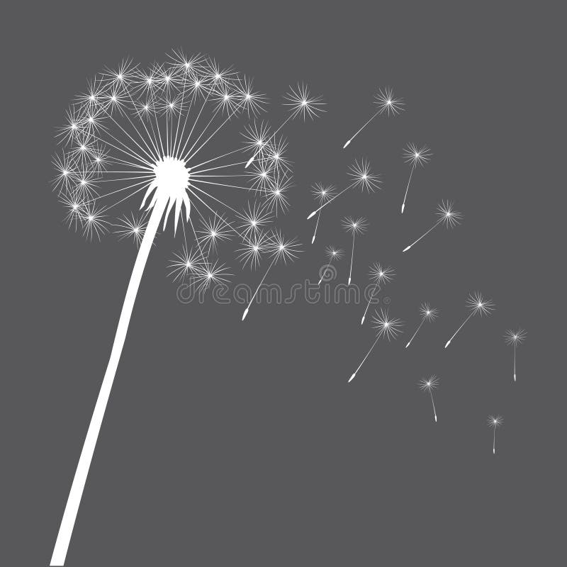 Grey dandelion stock illustration. Illustration of graphic - 52399473