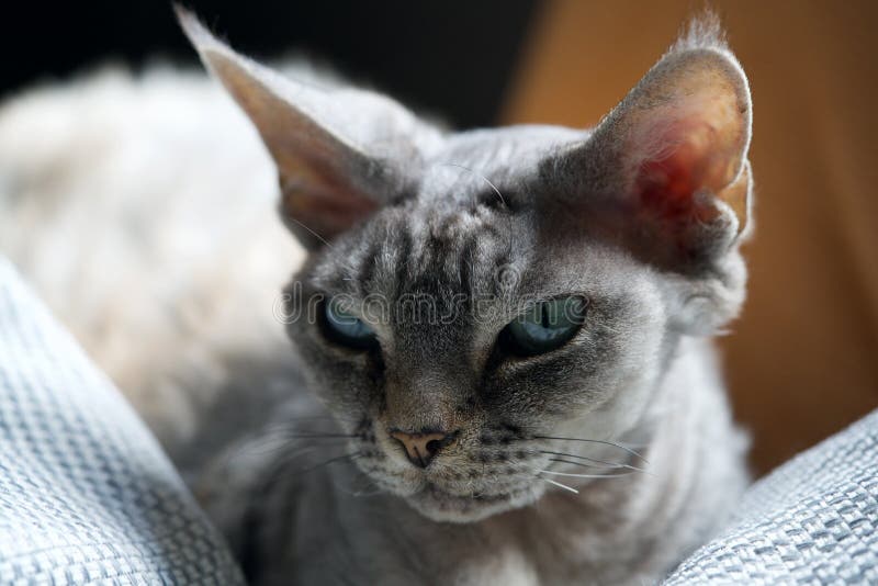 Grey Devon Rex Kitten Yawning Stock Image - Image of pretty, feline ...