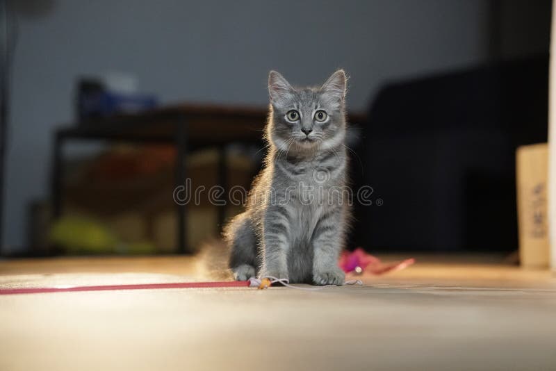 Dlh Kitten Stock Photos - Free & Royalty-Free Stock Photos from Dreamstime