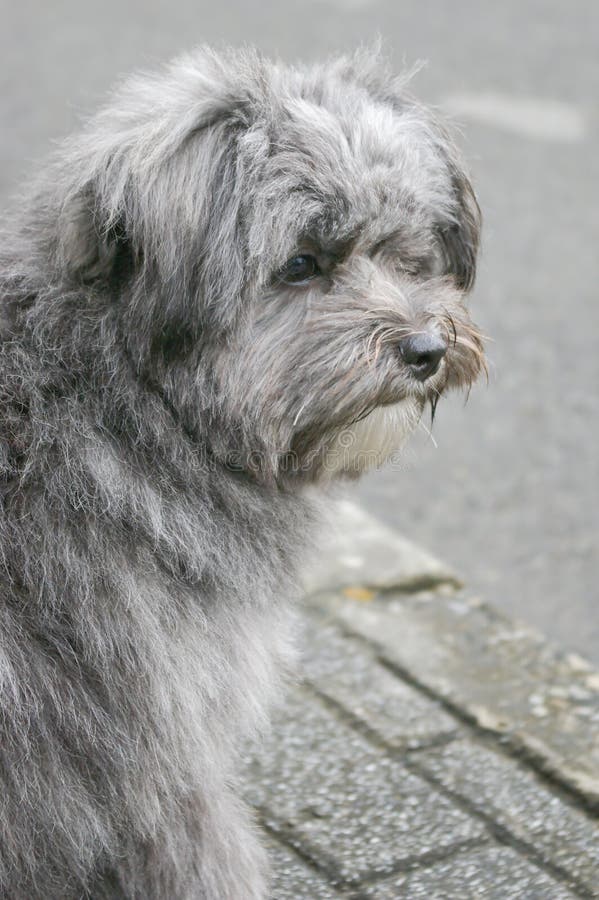 Grey dog stock photo. Image of furry, grey, animal, gray - 11306488
