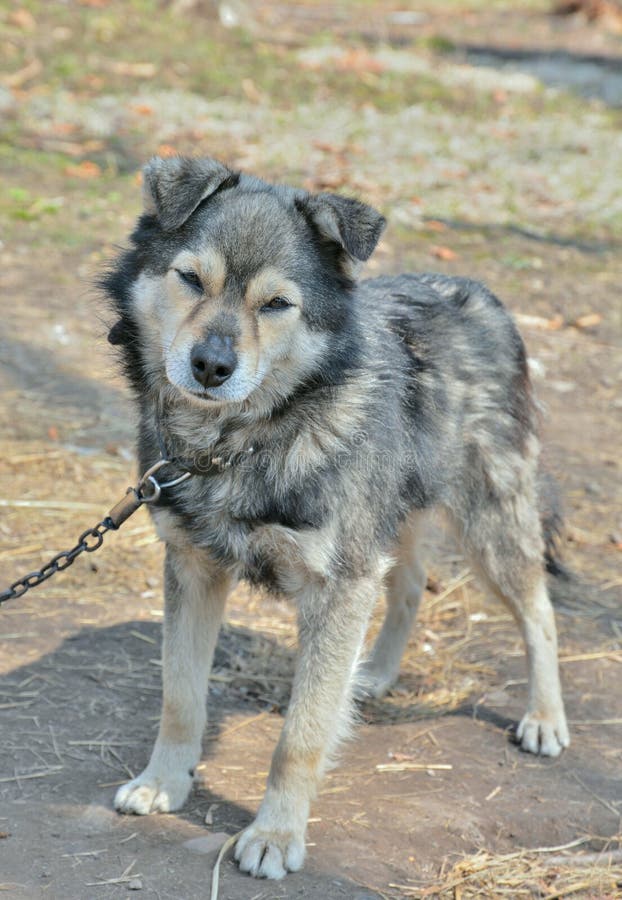 Grey dog 6 stock photo. Image of doggy, leash, outdoors - 73217680