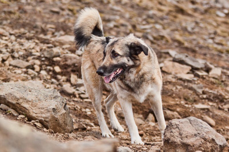 A Grey Dog Looking To The Left. Picture Image: 19517477