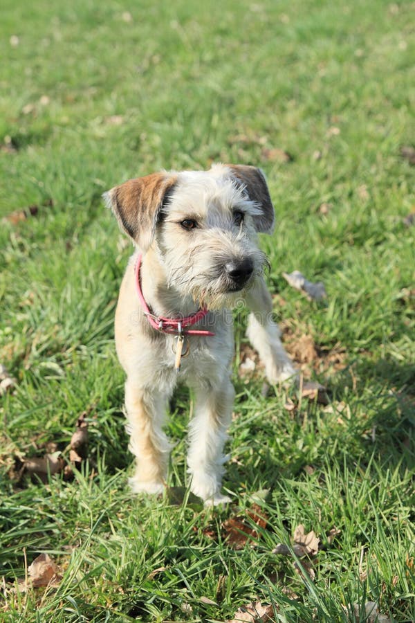 Grey dog stock image. Image of cute, animal, grey, terrier - 70714017