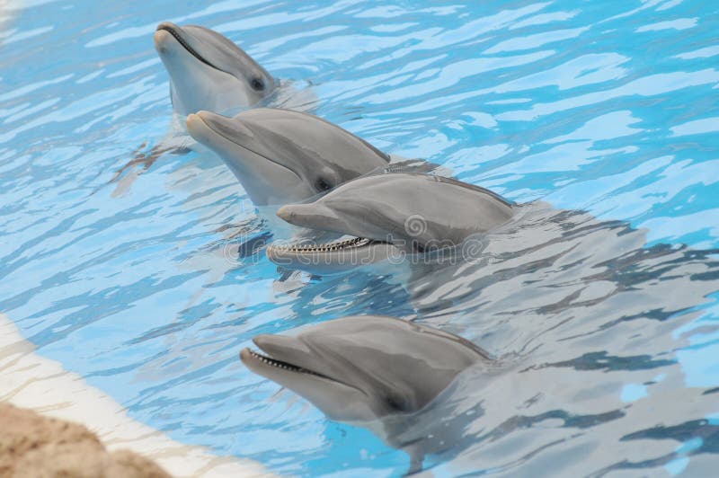 Grey Dolphin Em Uma água Muito Azul Imagem de Stock - Imagem de ...