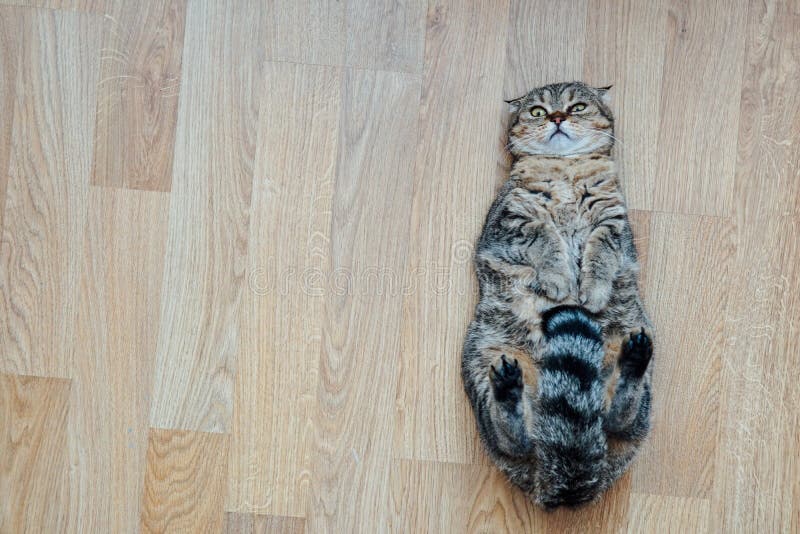 Grey Domestic Cat Lies on Its Back on the Floor Stock Image - Image of ...