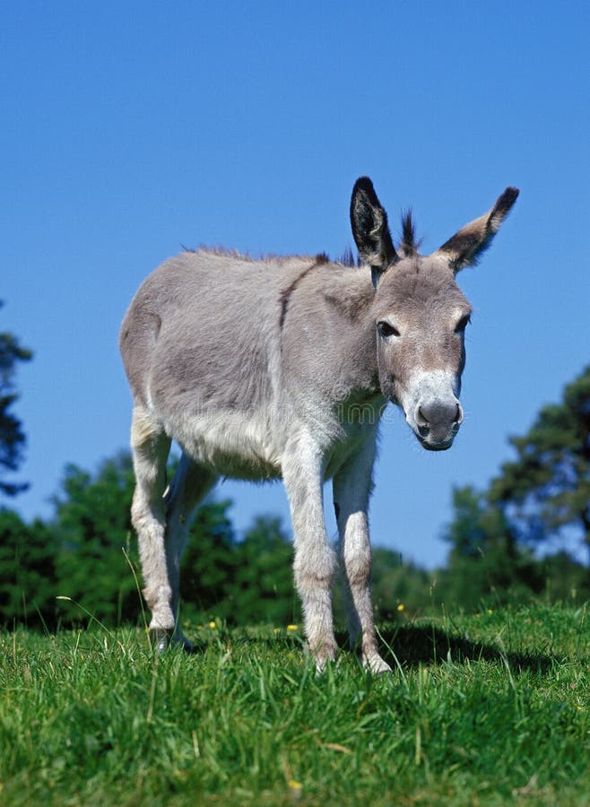 French Grey Donkey, Female With Foal Trotting Through Meadow Stock ...