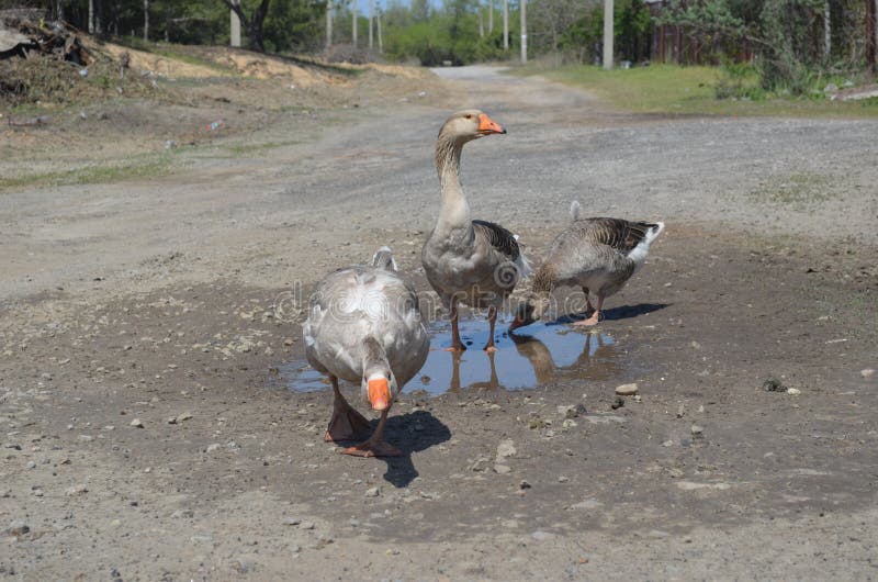 Grey Domestic Geese in the Puddle Stock Image - Image of village ...