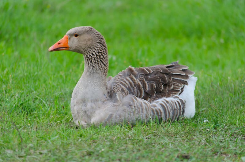 Grey domestic goose stock photo. Image of yard, grey - 48775948