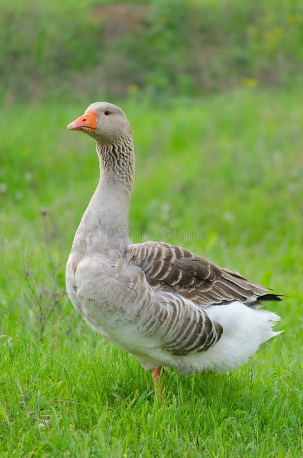 Grey domestic goose stock image. Image of geese, meadow - 48776003