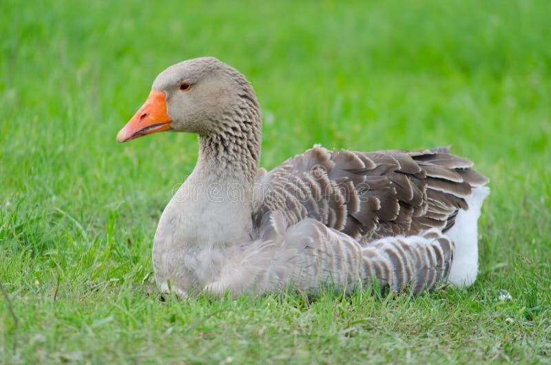 Grey domestic goose stock image. Image of fauna, bird - 48776009