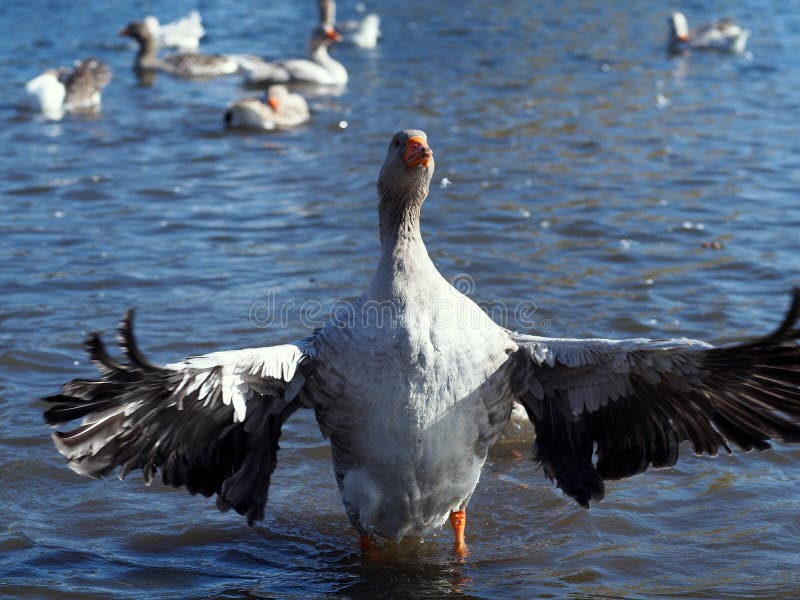 Grey Domestic Goose Pulls Wide Spreading Wings Stock Photo - Image of ...
