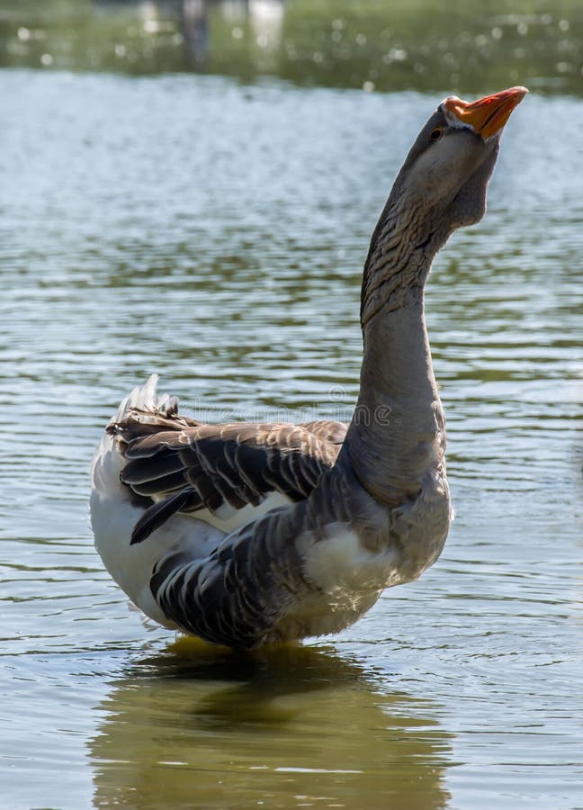 Grey domestic goose stock image. Image of view, fauna - 57588307