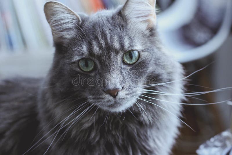 Domestic Grey House Cat stock photo. Image of domesticcat - 200467632
