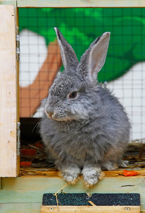 Grey domestic rabbit stock photo. Image of look, adorable - 84965036