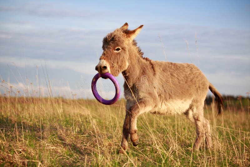 Grey donkey stock image. Image of animal, small, donkey - 31389287