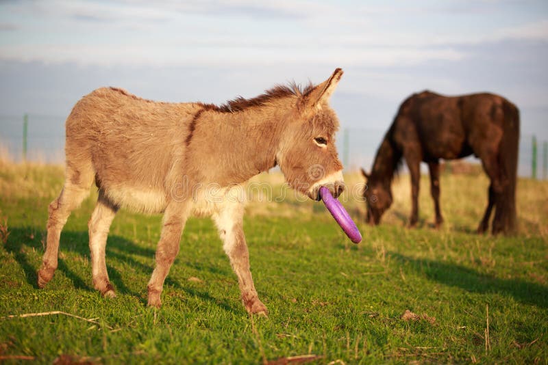 335 Donkey Circle Stock Photos - Free & Royalty-Free Stock Photos from ...
