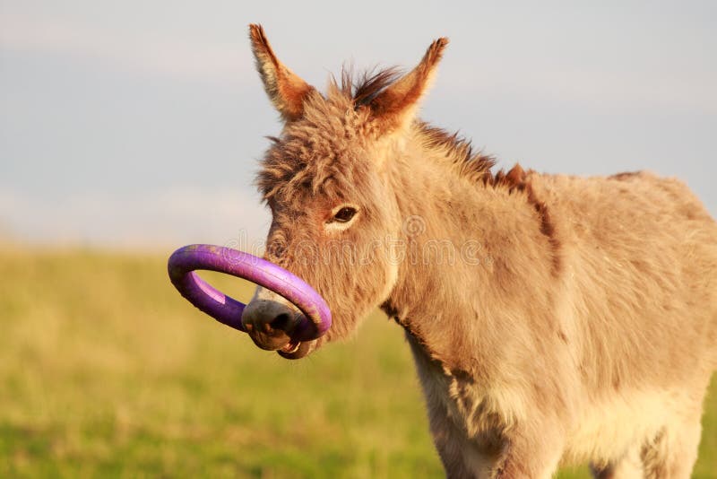 335 Donkey Circle Stock Photos - Free & Royalty-Free Stock Photos from ...