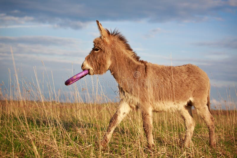 Grey donkey stock photo. Image of donkey, evening, fluff - 31390214