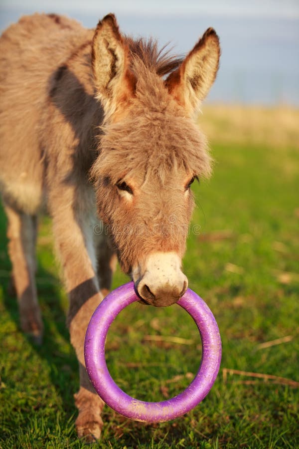 Grey donkey stock image. Image of animal, nature, donkey - 31390319