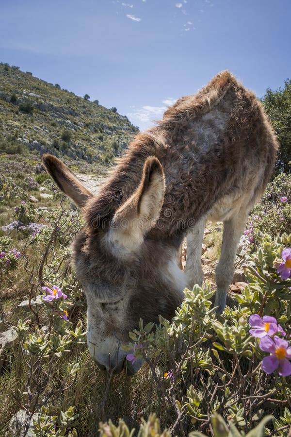 Donkey eating corn stock photo. Image of donkey, meadows - 28205444