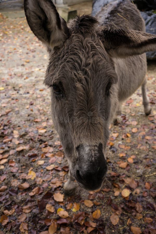 Grey Donkey Front View with Leaf Covered Ground Stock Image - Image of ...