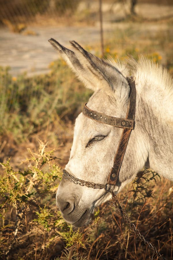 Grey donkey stock photo. Image of mule, lawn, summer - 74067194