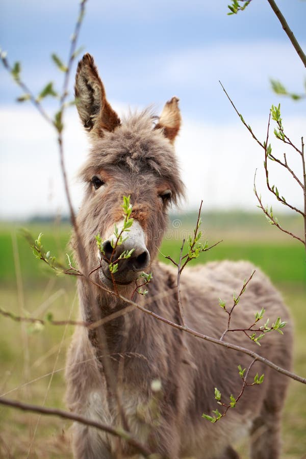 Little Grey donkey stock image. Image of field, summer - 31393275