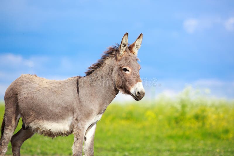 Grey donkey stock image. Image of foal, mare, snout, field - 31739965