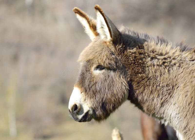 Grey donkey portrait stock photo. Image of eared, face - 39682954
