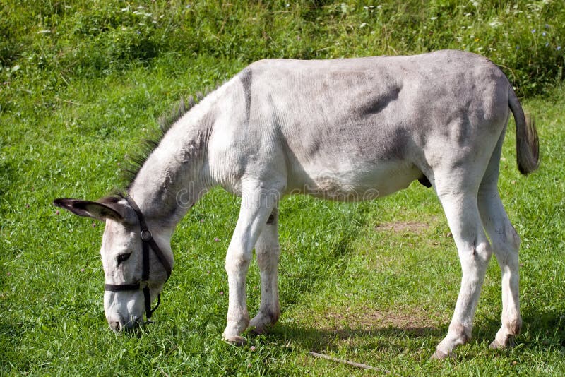 Grey donkey stock image. Image of horizontal, muzzle - 20788639