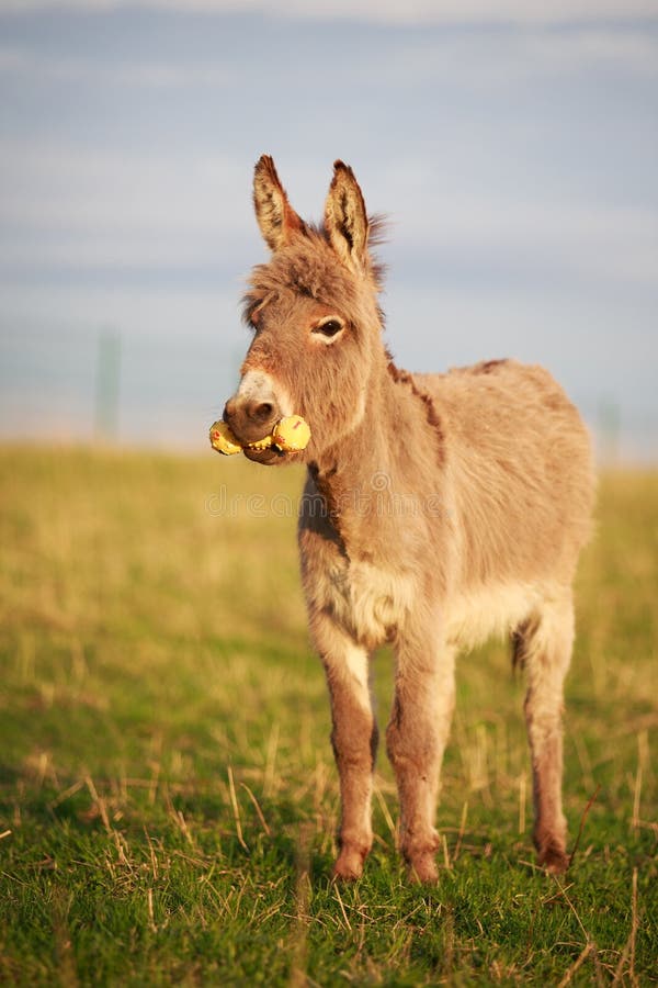 Grey donkey stock photo. Image of summer, donkey, evening - 31390036