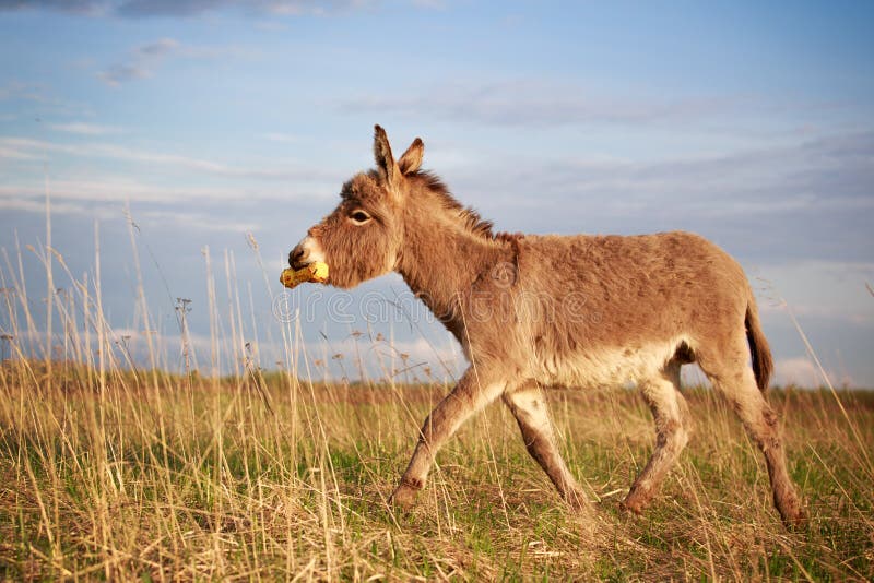 Grey donkey stock image. Image of summer, nature, evening - 31390369
