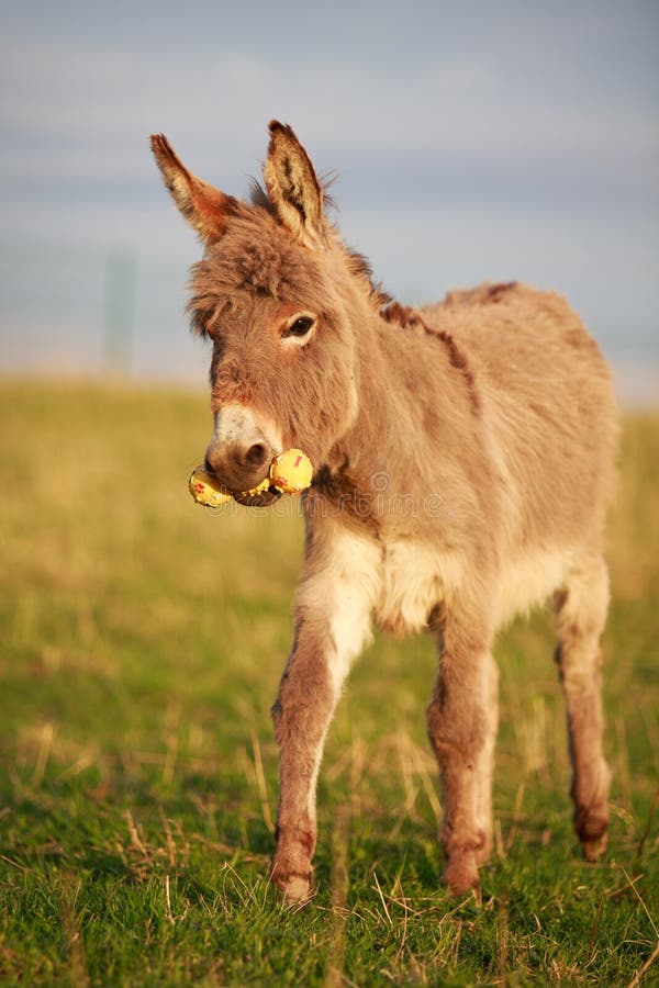 Grey donkey stock photo. Image of animal, small, donkey - 32054356