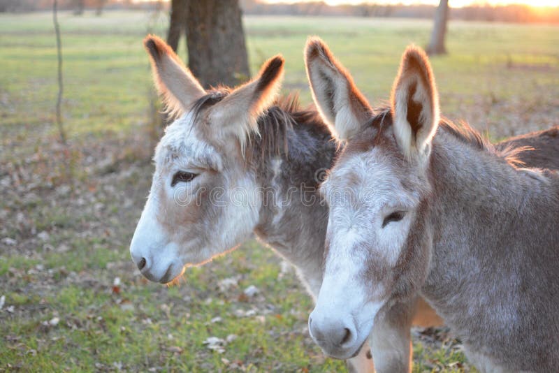 377 Donkeys Sunset Stock Photos - Free & Royalty-Free Stock Photos from ...