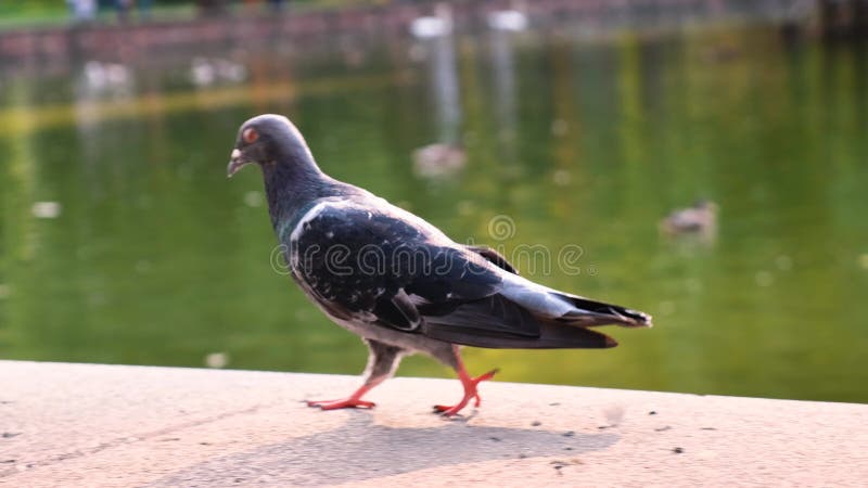 Grey Dove Bird on a Lake Shore in Summer Park. Stock Video - Video of ...