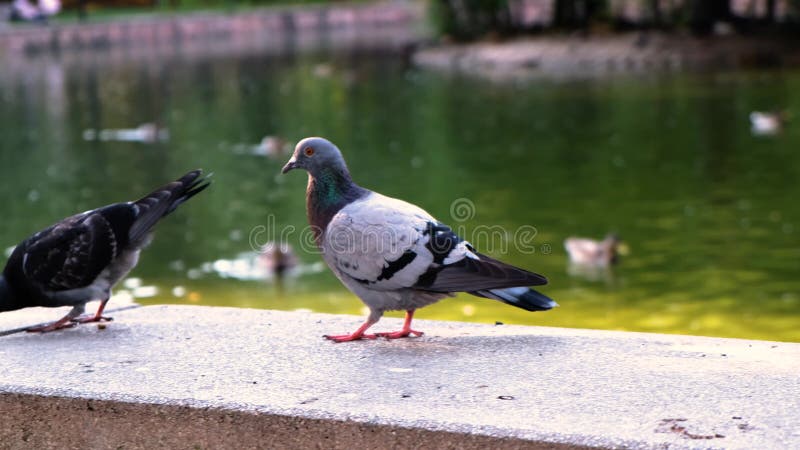 Grey Dove Bird on a Lake Shore in Summer Park. Stock Footage - Video of ...