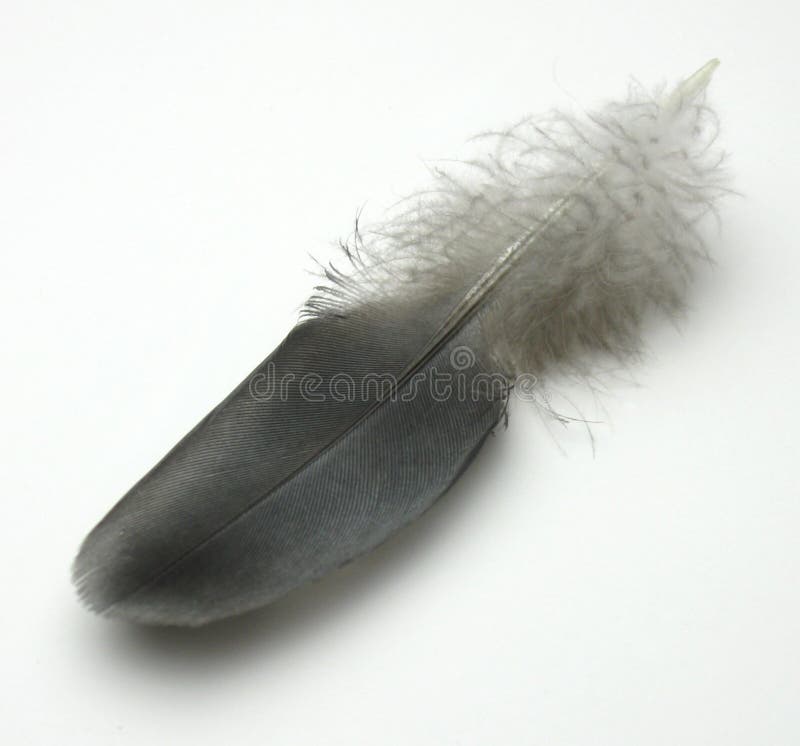Grey Dove Feather stock image. Image of vaned, gray, lovebird - 11216999