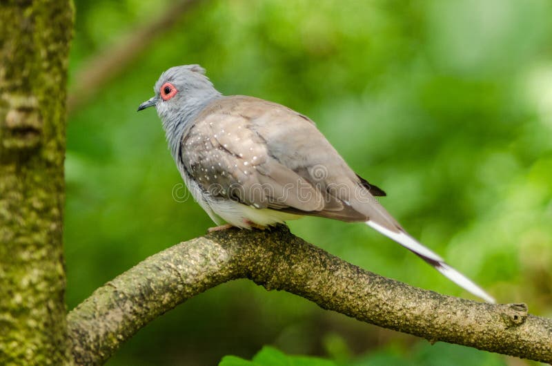 Fahrizal Johari (Crsnik) - Exclusive Photos