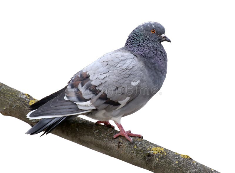 Grey Dove Isolated on a White Background. Feral Pigeon Stock Photo ...