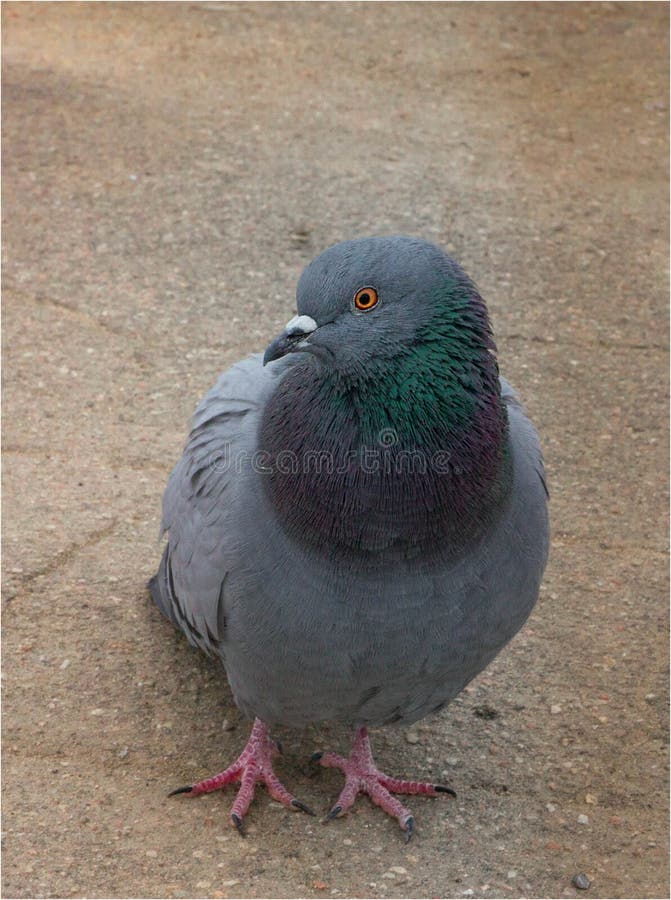 Pigeon grey stock image. Image of feather, park, beak - 103540087