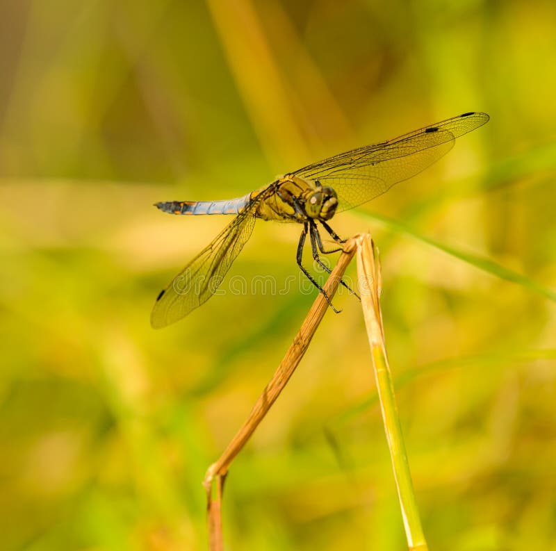 Grey Dragonfly Sitting on Dry Grass Stock Image - Image of beauty, eyes ...