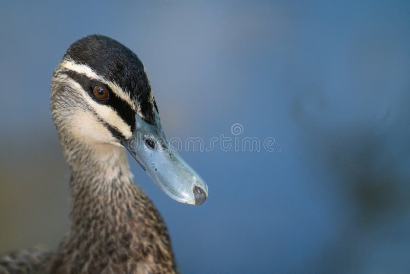 Grey Duck with White Breast Swimming in Turtle Creek in Dallas, Texas ...
