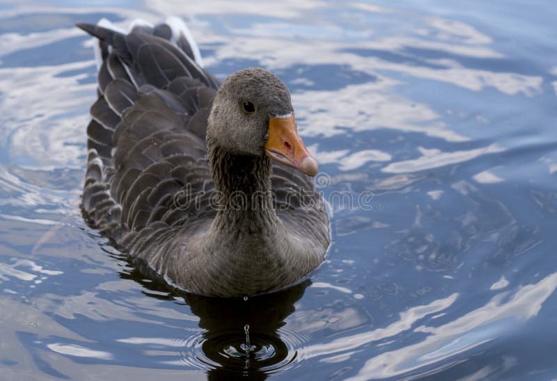 Grey Duck with White Breast Swimming in Turtle Creek in Dallas, Texas ...