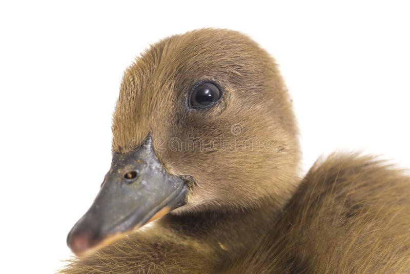 Grey Ducklings Indian Runner Duck Isolated on a White Stock Photo ...